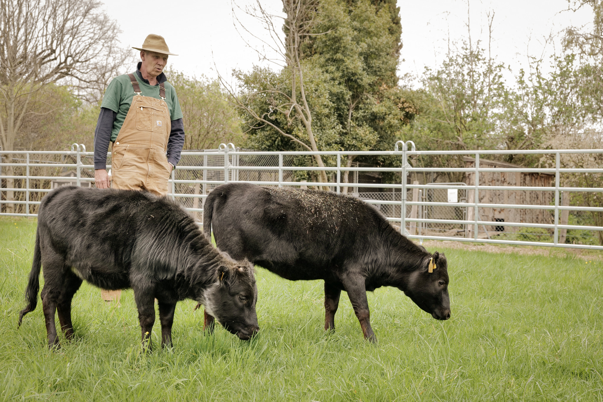 Ferme pédagogique à Genève: La plus petite vache du monde rejoint le ...