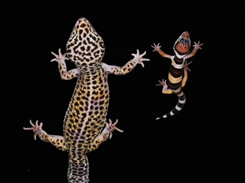 Researchers in Switzerland solve mystery of patterns on gecko skin ...